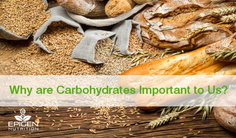 Why are Carbohydrates Important to Us? - Epigen Nutrition